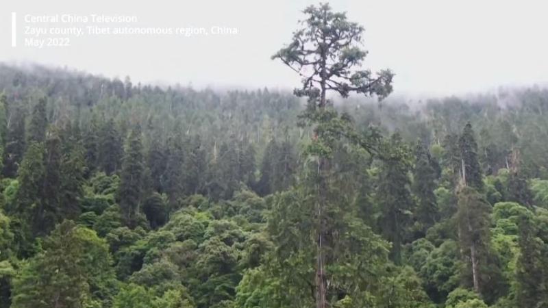 Headline Nepal : Online News Portal | Tree Over 83 Meters Tall Found In ...