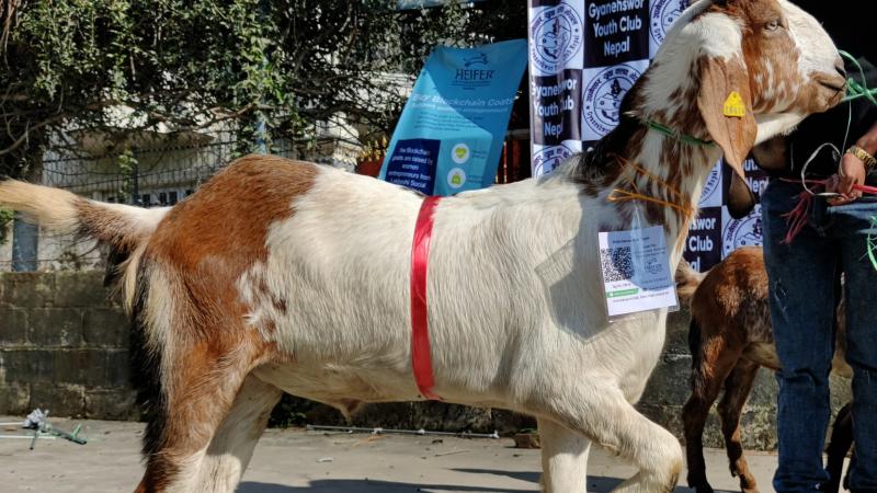 Headline Nepal : Online News Portal | QR Code On Neck of Goat, Looking ...